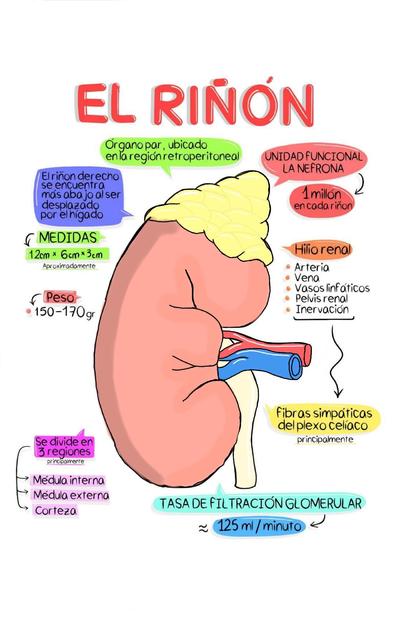 El riñón | VODX | uDocz