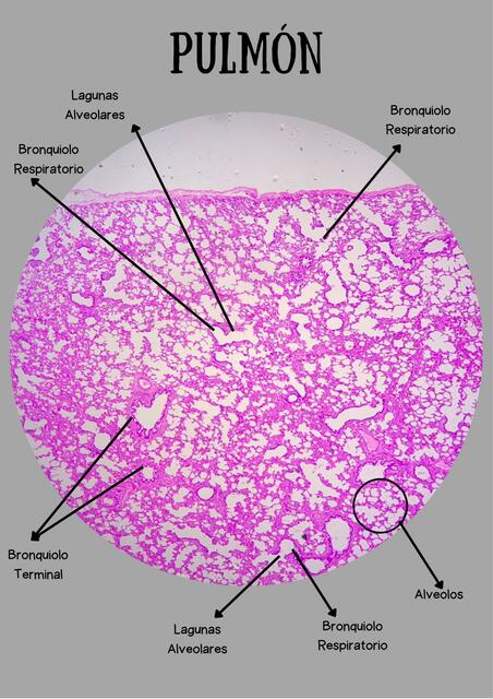 Histología | Maria Esther Becerra Romero | uDocz