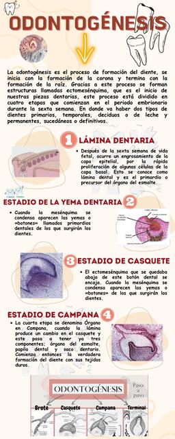 Odontogenesis | carlos silva | uDocz
