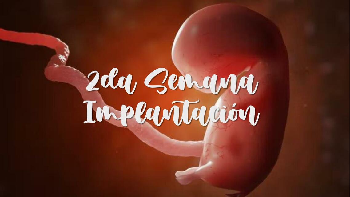 2da Semana de Gestación | Medicina Óptima | uDocz
