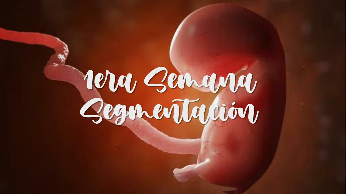 1era Semana de Gestación | Medicina Óptima | uDocz