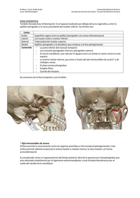 Fosas cigometica | Jazmín Elizabeth | uDocz