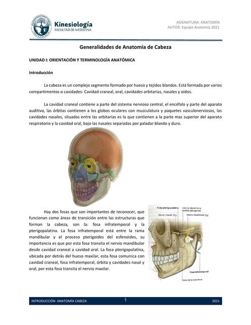 Apunte de Generalidades de Cabeza | Mafe | uDocz