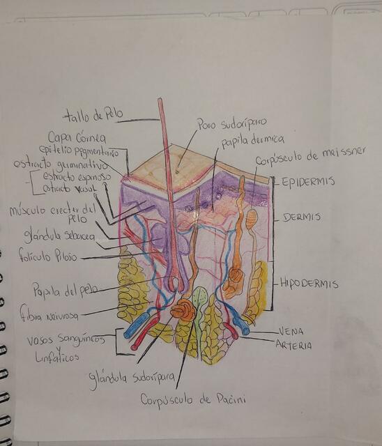 dibujo piel anatomia | johana | uDocz