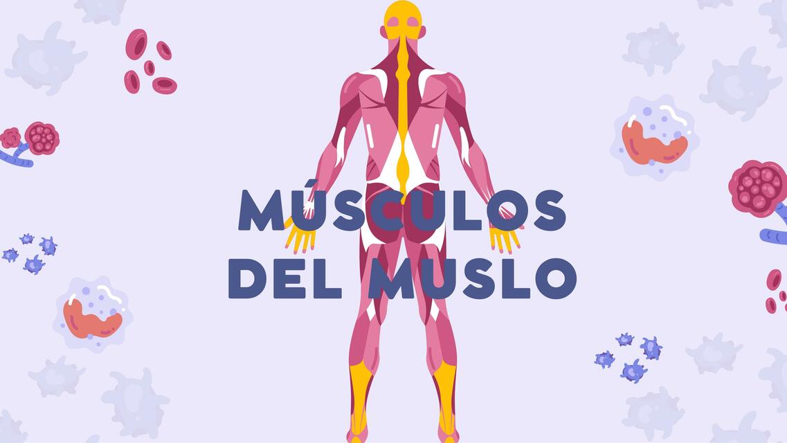 Músculos del Muslo | Carlos Alvarado | uDocz