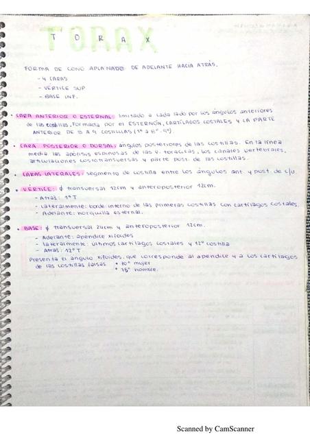 Tórax | Michael Medina | uDocz