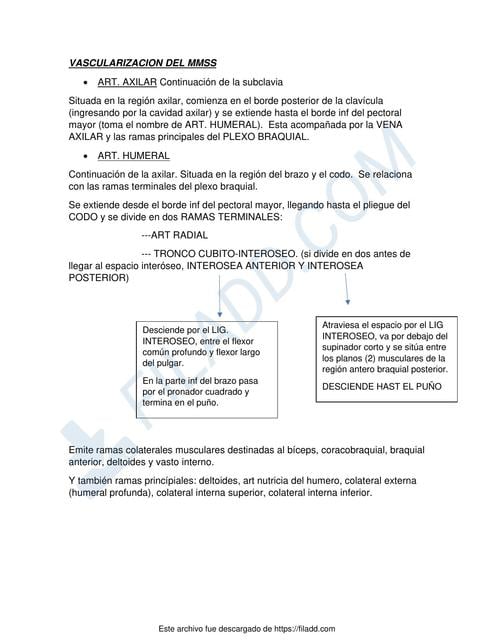 Vascularización del MMSS | Michael Medina | uDocz