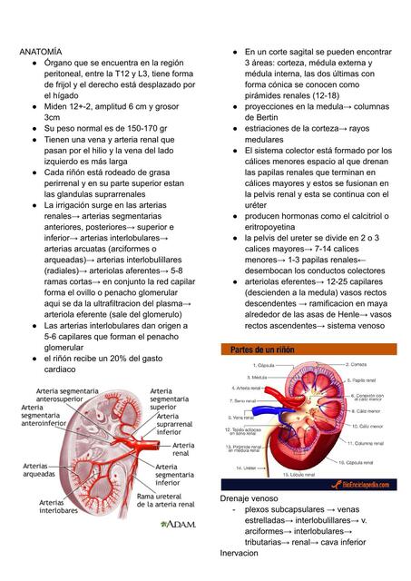 NEFRO 1 | Alejandra Dominguez | uDocz