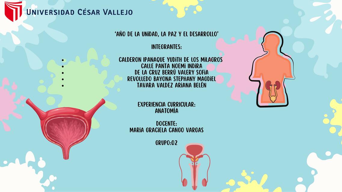 Anatomía | SADITH ERICKA VALENCIA VELIZ | uDocz