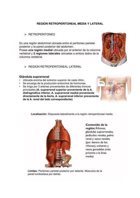 Región retroperitoneal | alejandra alvarez | uDocz
