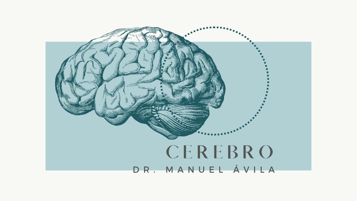Cerebro histología | Escuela medica | uDocz