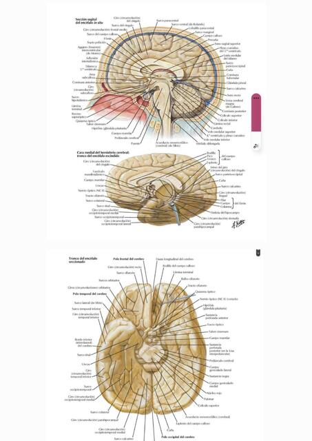 Neuroanatomía | Samira Ignacia | uDocz