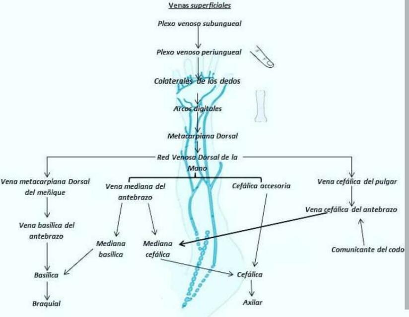 Venas Superficiales | YUDOC.ORG | uDocz