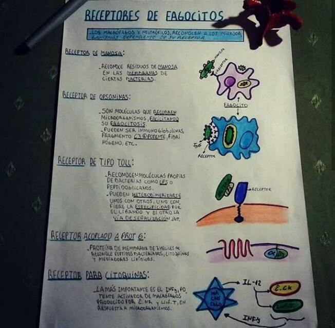 Sistema Inmunitario | YUDOC.ORG | uDocz