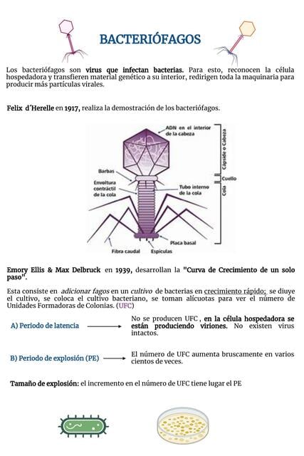 Bacteriófagos Ciclo de Replicación | LucyVet | uDocz