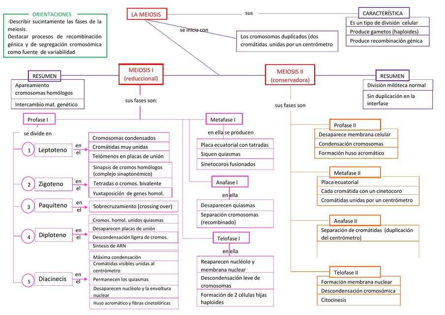Mapa Conceptual Meiosis Yamile Xd Udocz 5057