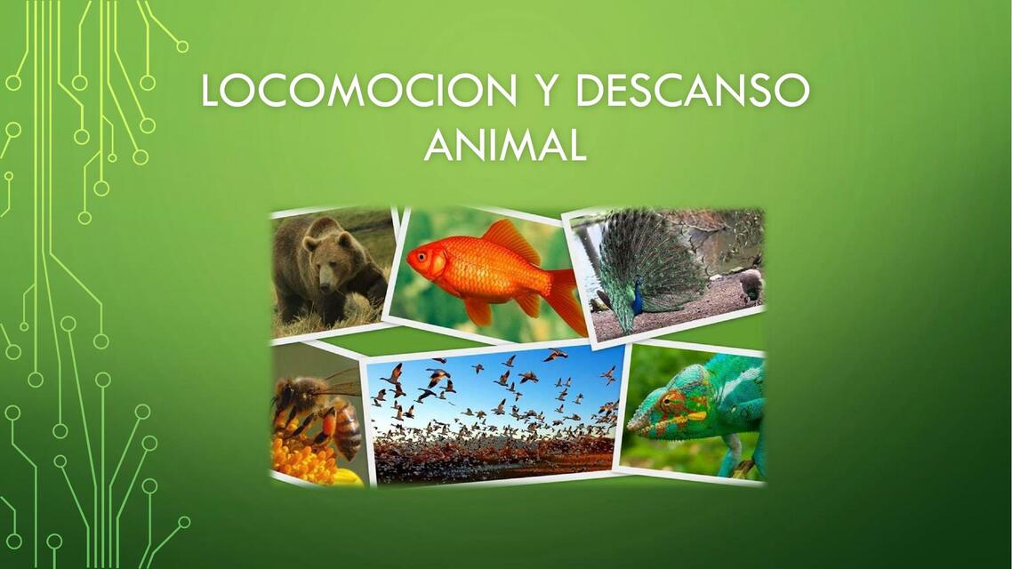 Flashcards de Locomoción y Descanso Animal | Por gilberto | uDocz