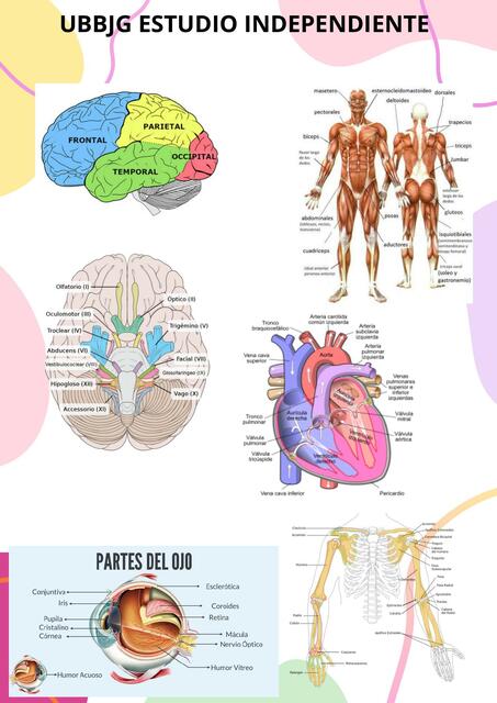 Guia de estudios básicos | Pascual Prieto | uDocz