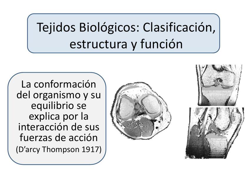Tejidos Biológicos: Clasificación, Estructura y Función | Orlidia ...