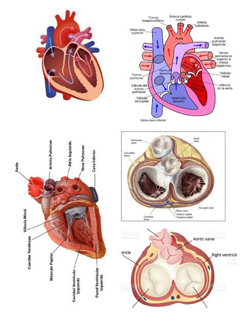 Cardiología | uDocz