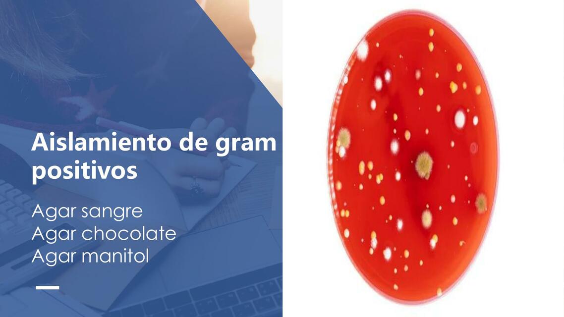 Aislamiento de Gram Positivos | Andrea Vargas | uDocz