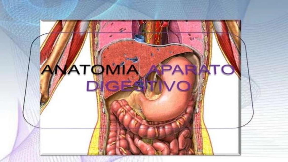 Sistema digestivo | ENFERMERIA | uDocz