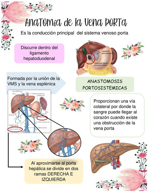 Anatomía de la vena porta | Karen Jimenez | uDocz