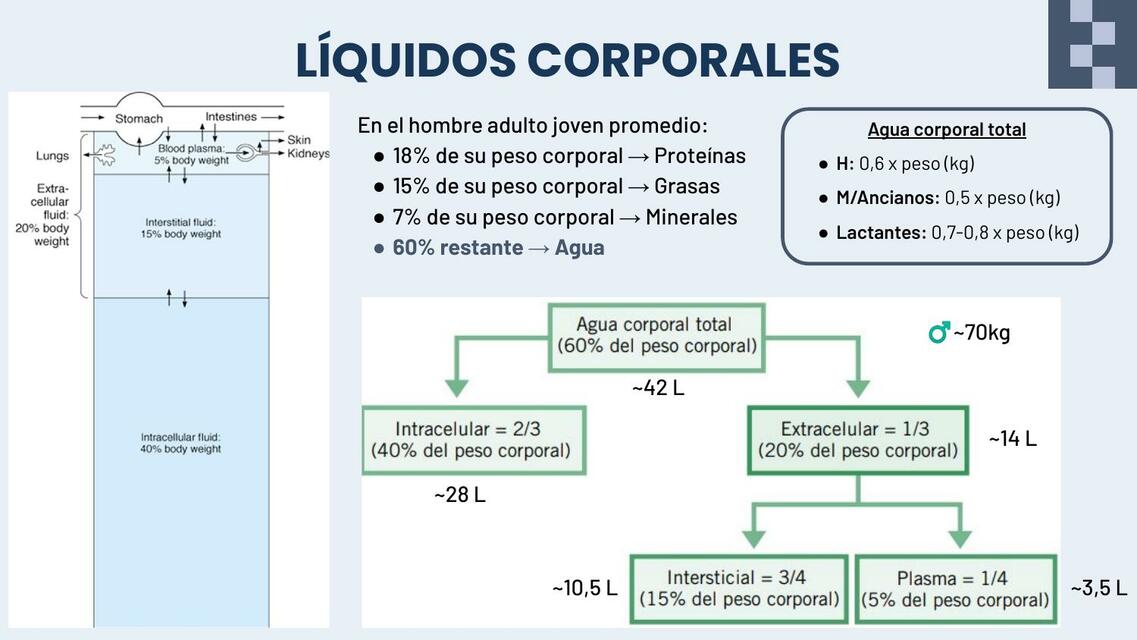 Distribución Corporal del Agua | Alejandro | uDocz