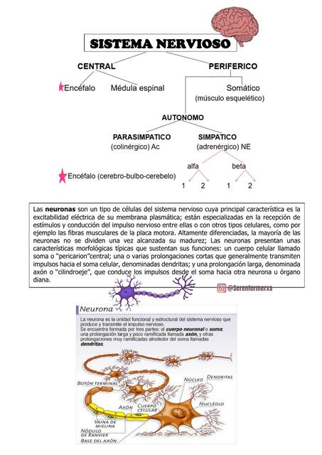 Sistema nervioso | uDocz