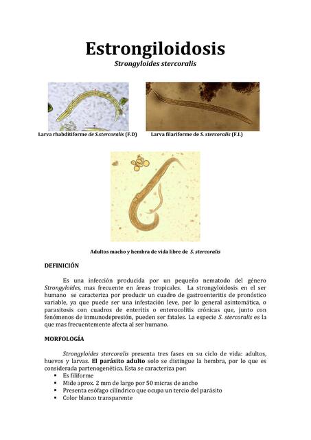 Estrongiloidosis | Rayner Paulino | uDocz