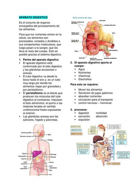 Aparato Digestivo | 1_pastillita | uDocz