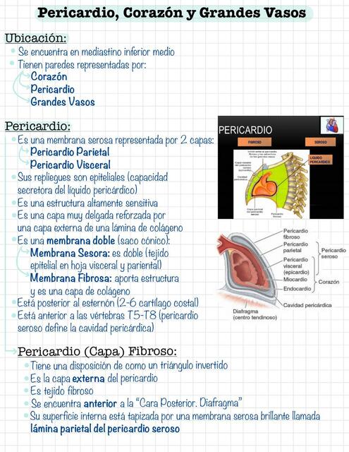 Pericardio, Corazón y Grandes Vasos | uDocz