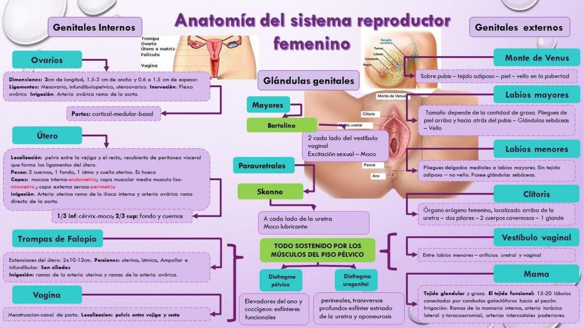 Rep - Femenino | uDocz