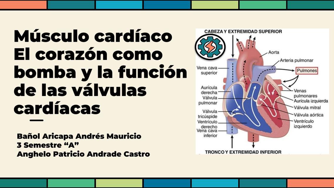 Musculo cardiaco. El corazón como bomba y función de las válvulas ...