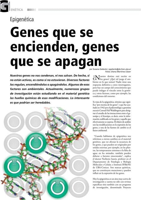 Resúmenes de Genes que se encienden | Descarga apuntes de Genes que se ...
