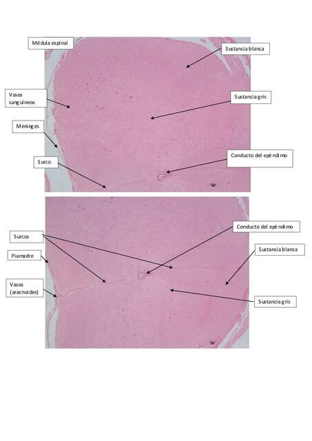 Histología Tejido Nervioso | Julieta | uDocz