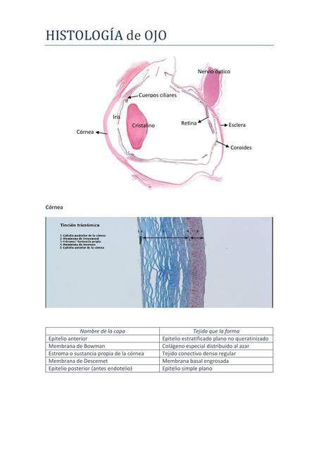 Histología Ojo | Julieta | uDocz