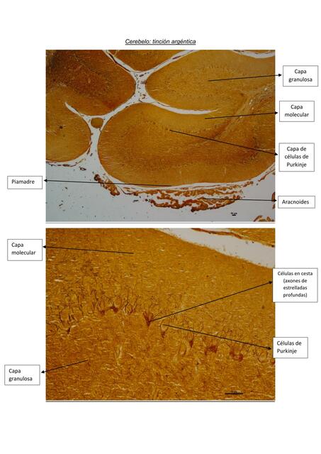 Histología cerebelo | Julieta | uDocz