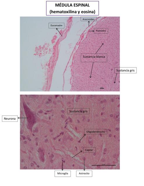 Histología médula espinal | Julieta | uDocz Histología médula espinal | Julieta | uDocz