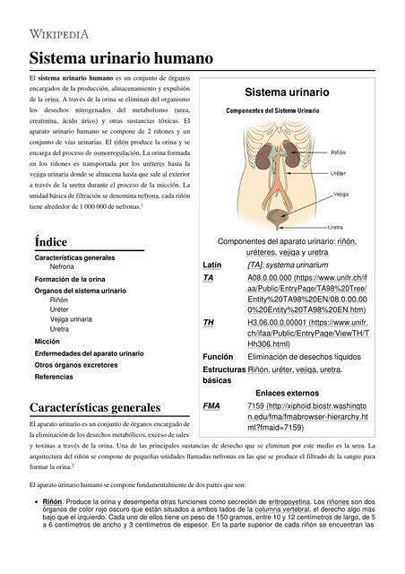Sistema urinario humano | Enfermería | uDocz