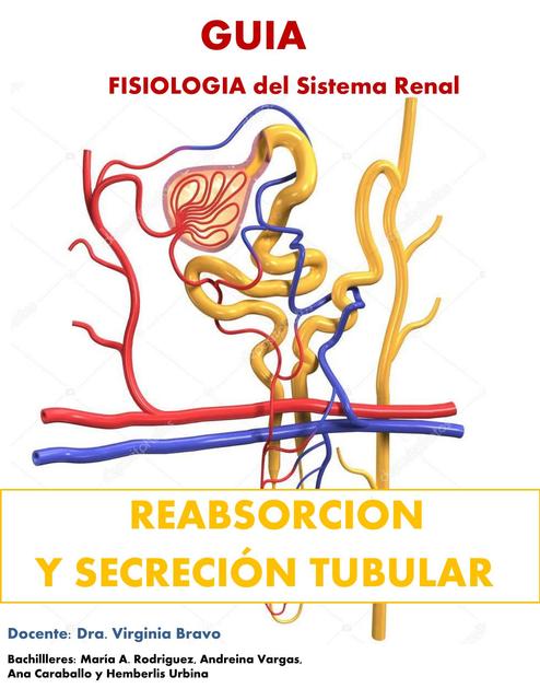 Guia reabsorcion y secrecion tubular | Maria Angelica Rodriguez Alcala ...