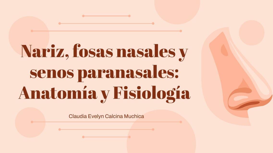 Nariz, Fosas Nasales y Senos Paranasales: Anatomía y Fisiología ...