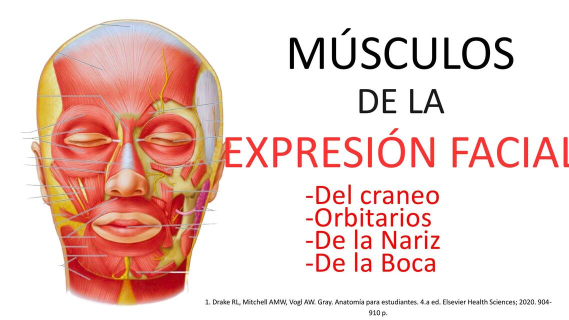 Músculos de la Expresión facial | José | uDocz