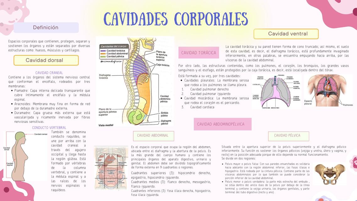Cavidades corporales | Julissa Valderrama | uDocz