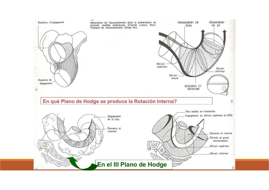 Canal del parto | Cristian Pestana Sierra | uDocz