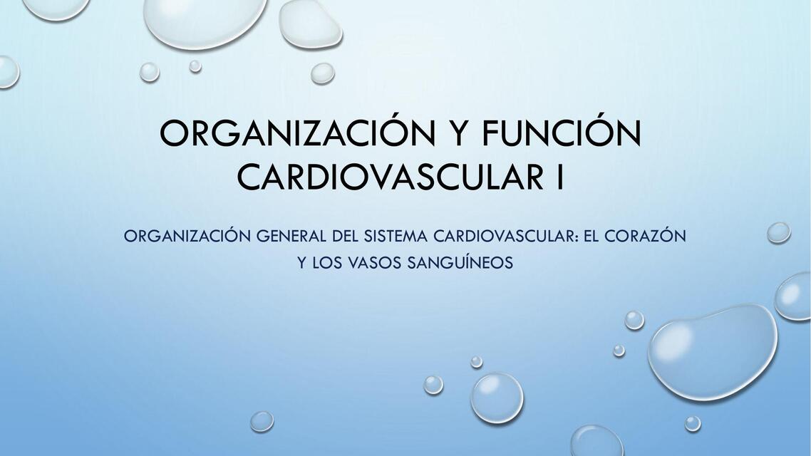 Organización y función cardiovascular I | Obs. apuntes | uDocz