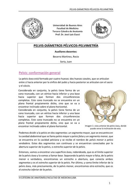 Pelvimetria | liz | uDocz