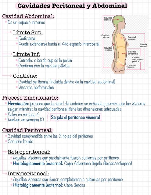 Cavidades Peritoneal y Abdominal | uDocz