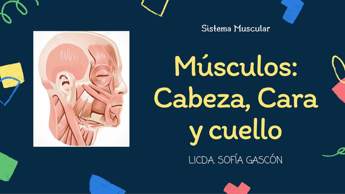 Músculos: Cabeza, Cara y Cuello | Sofia Gascon | uDocz