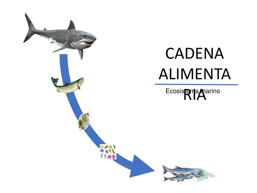 Cadena Alimentaria | Mayreni Arroyo | uDocz